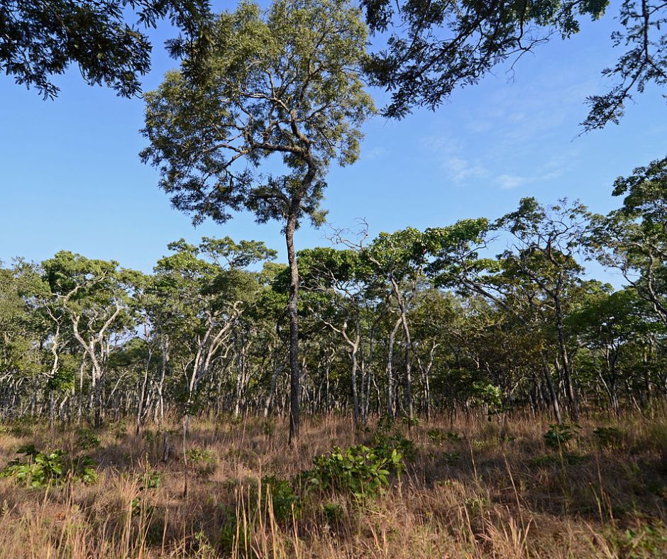 Flora & Fauna - Pafuri Rivercamp