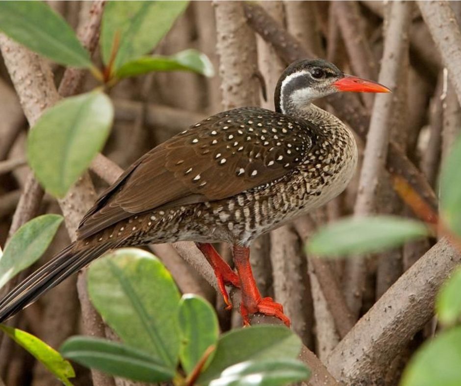 Flora & Fauna - Pafuri Rivercamp