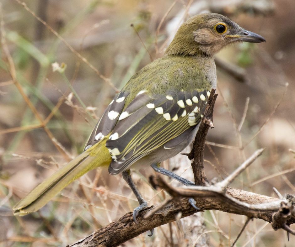 Flora & Fauna - Pafuri Rivercamp