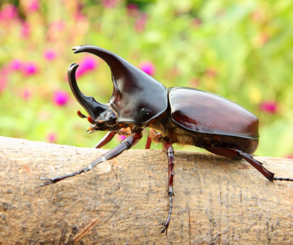 Flora & Fauna - Pafuri Rivercamp